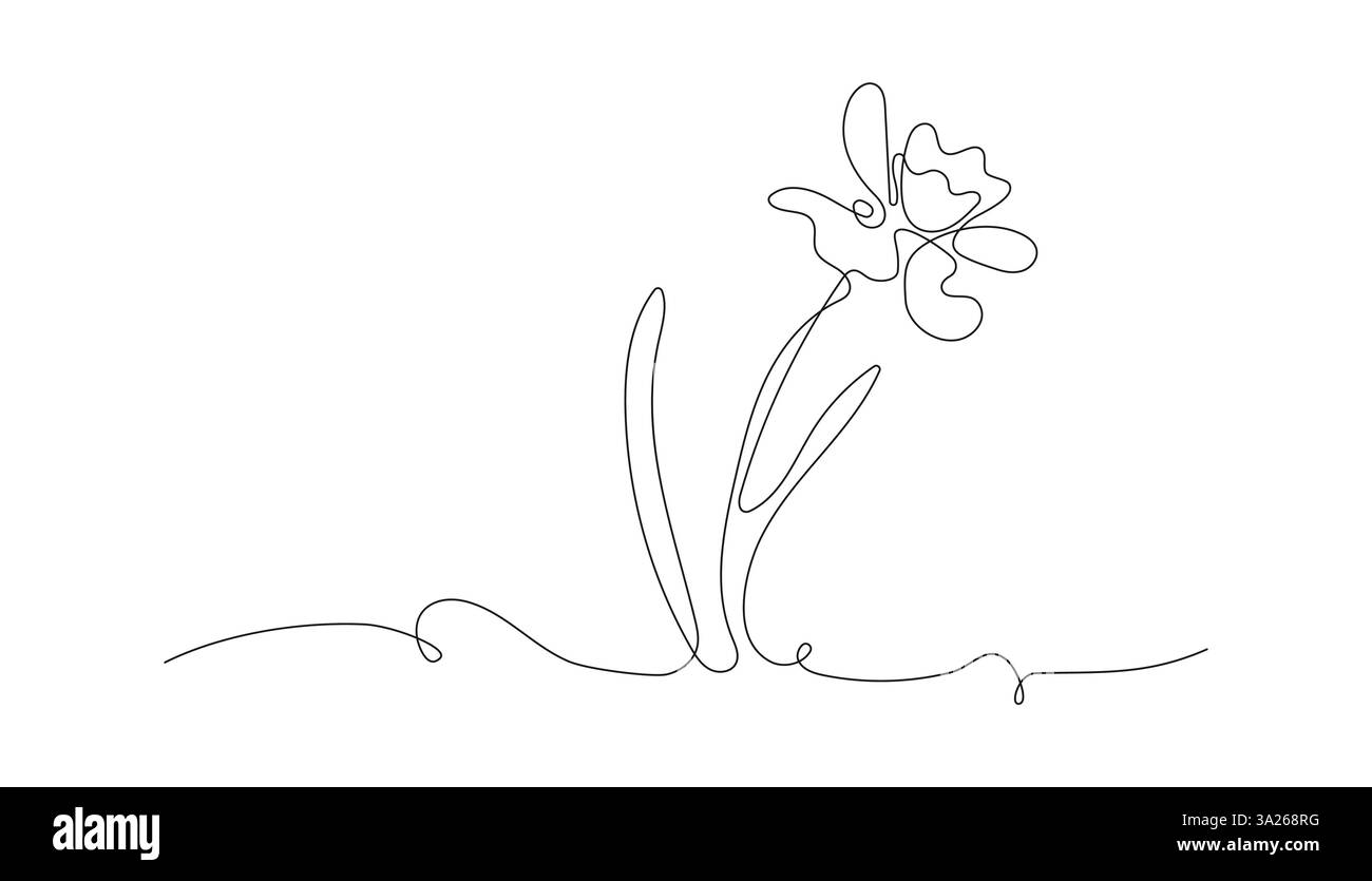 Narcissus flower in the style of drawing a continuous line. Horizontal ...