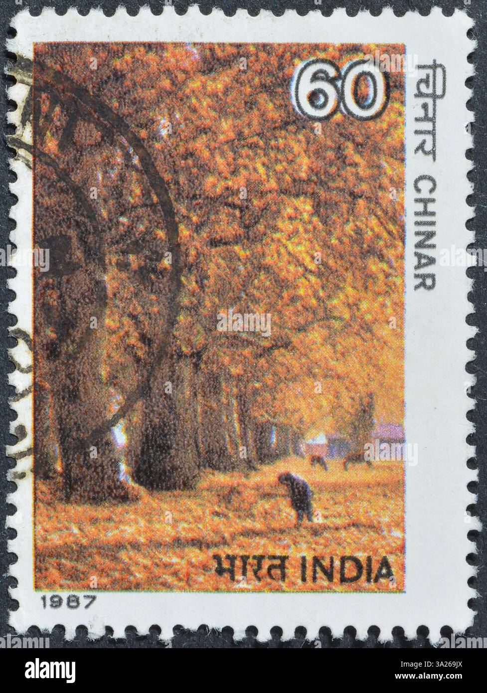 Cancelled postage stamp printed by India, that shows Chinar, Indian ...