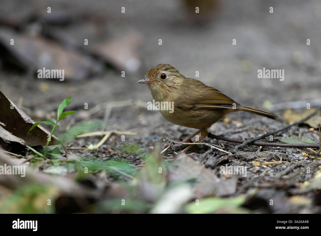 Buff-breasted babbler Pellorneum tickelli, adult foraging on the ground, Boonthum, Doi Inthanon ...
