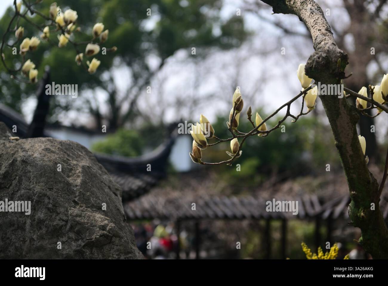 Spring flowers at Lingering Garden attract visitors in Suzhou City ...