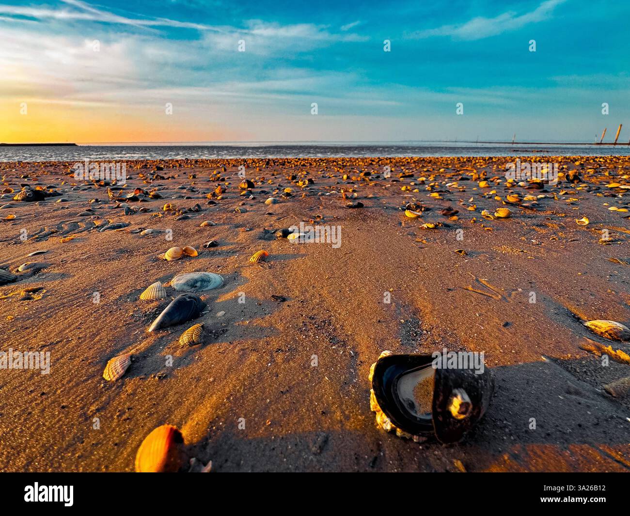 Deutschland, Nordsee, Watt, Strand, Muscheln, Sonnenuntergang, Ebbe ...