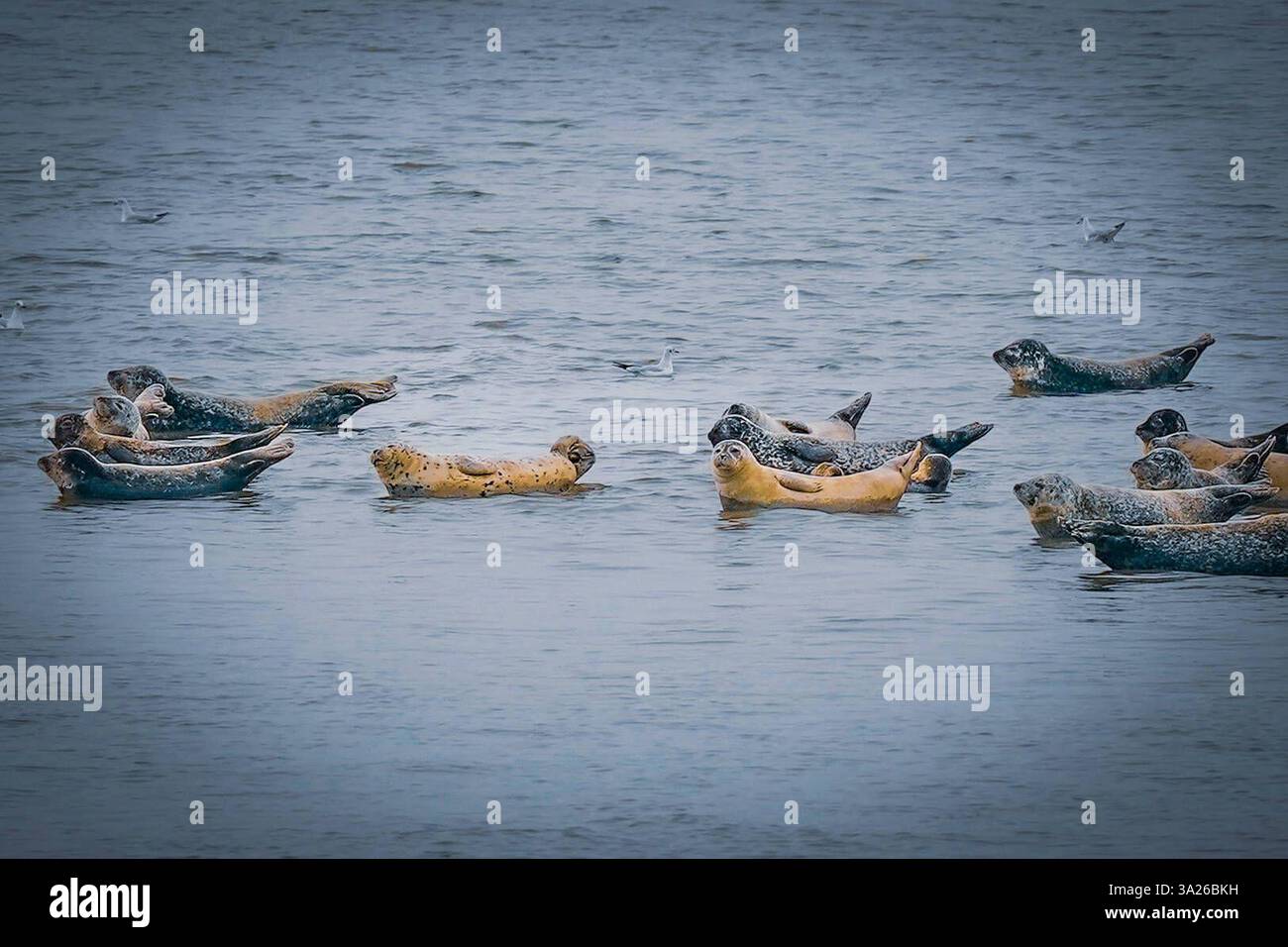 Nordsee wildtiere hi-res stock photography and images - Alamy