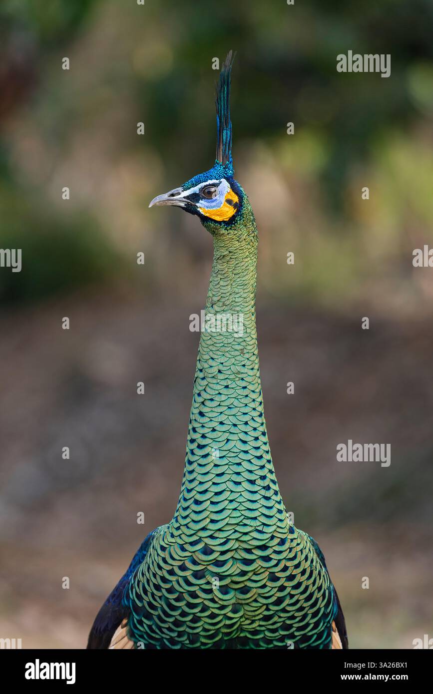 Green peafowl Pavo muticus, adult male portrait, Ban Hong Forest, Chang ...