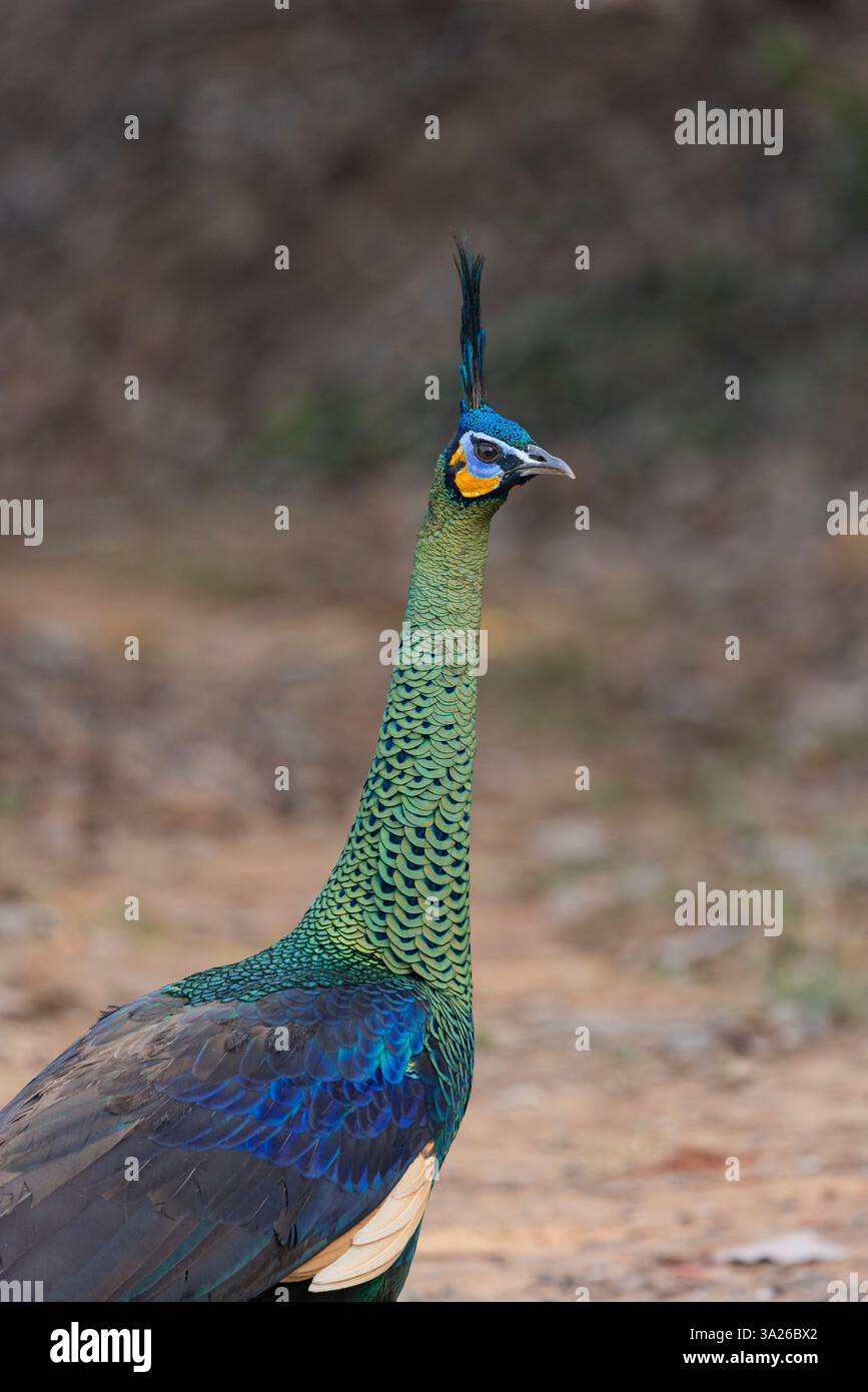 Green peafowl Pavo muticus, adult male portrait, Ban Hong Forest, Chang ...