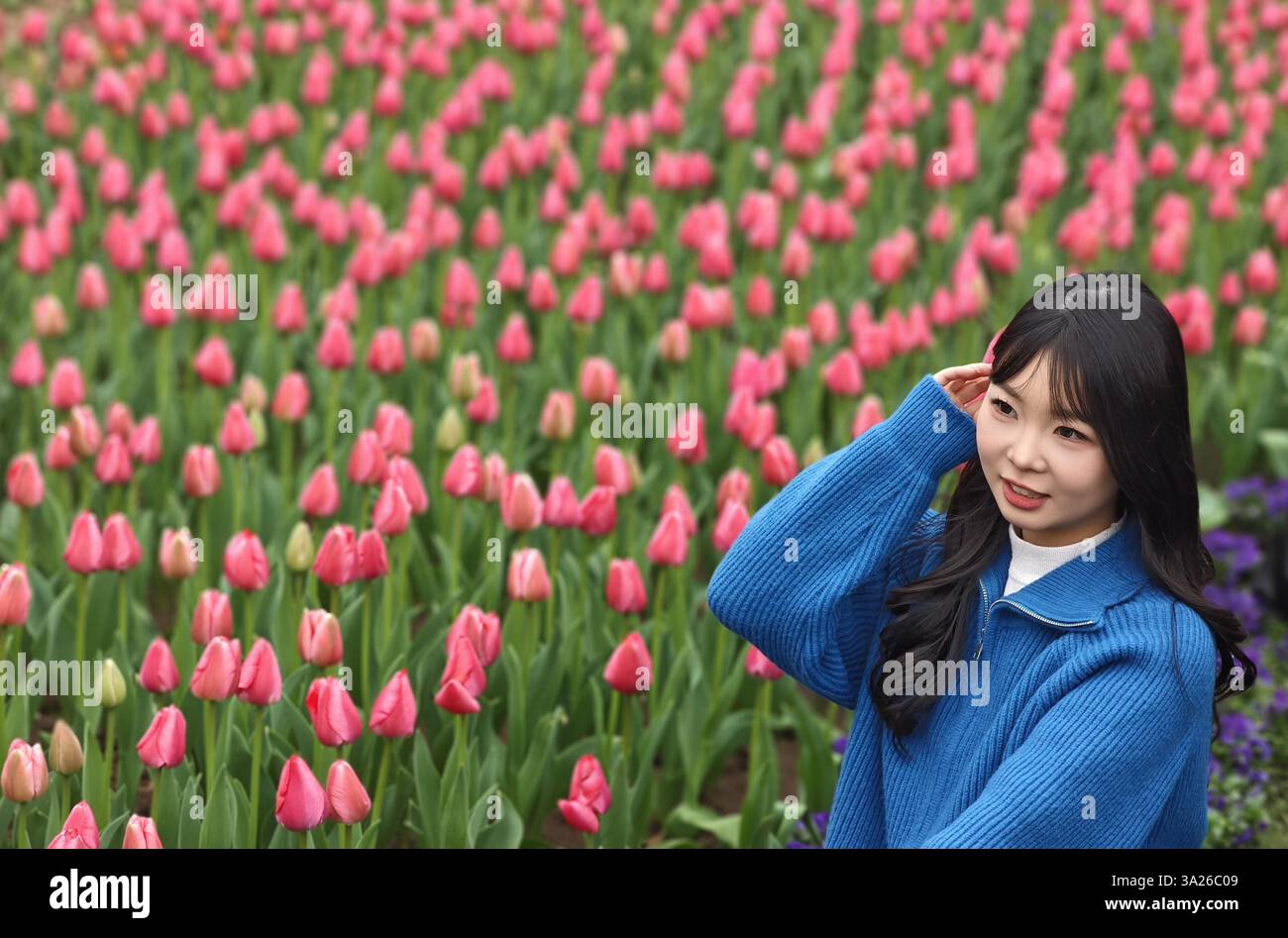 Tourists admire tulip flowers at a park in Wuhan City, central China's ...