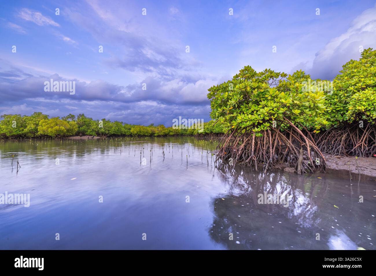 Mangrove forest at the coast of Mombassa in Kenia at sunset. A ...