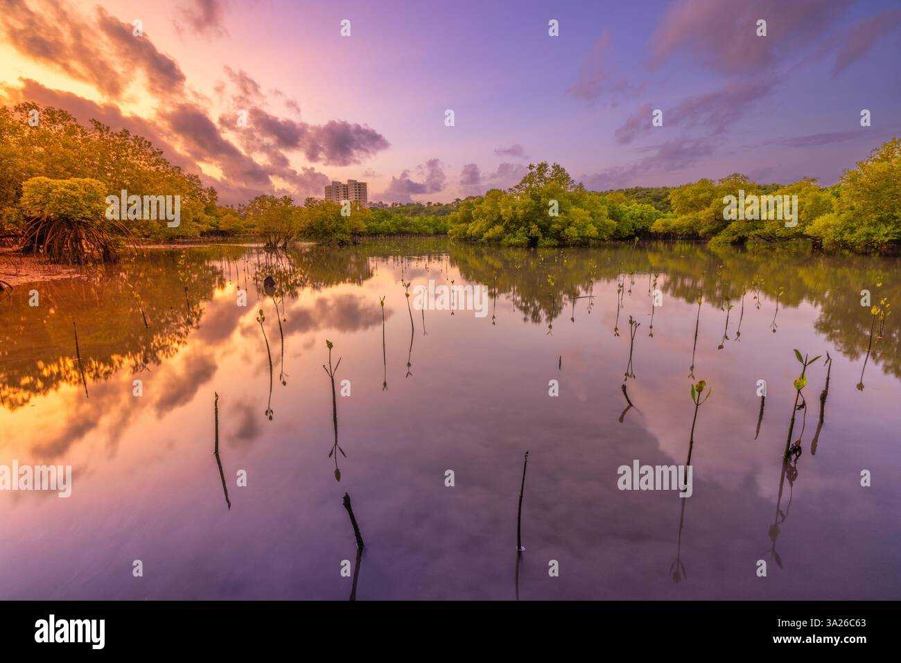 Mangrove forest at the coast of Mombassa in Kenia at sunset. A ...