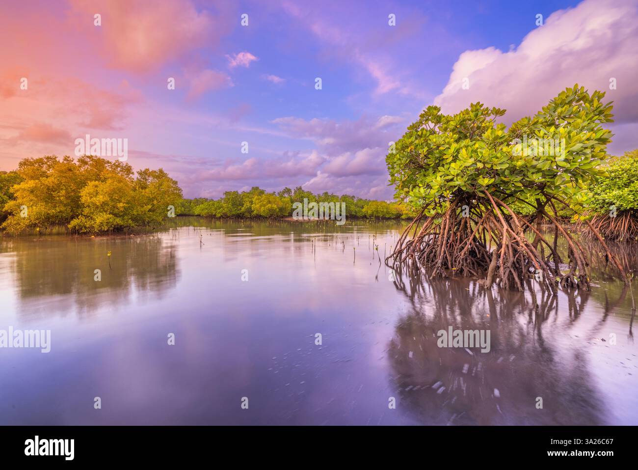 Mangrove forest at the coast of Mombassa in Kenia at sunset. A ...
