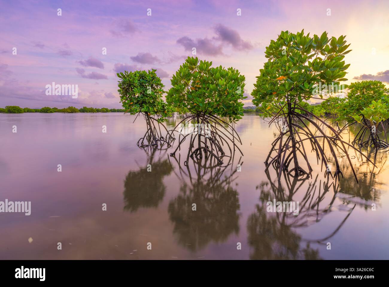 Mangrove forest at the coast of Mombassa in Kenia at sunset. A ...