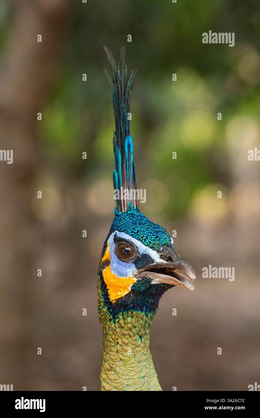 Green peafowl Pavo muticus, adult male close-up, Ban Hong Forest, Chang Mai, Thailand, March ...