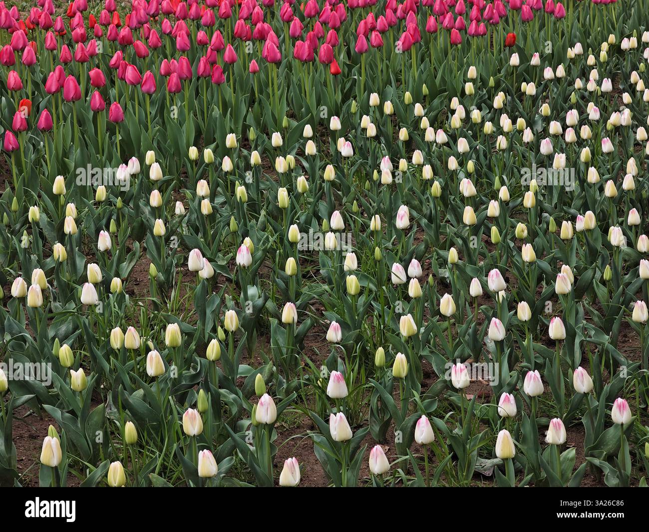 Tourists admire tulip flowers at a park in Wuhan City, central China's ...