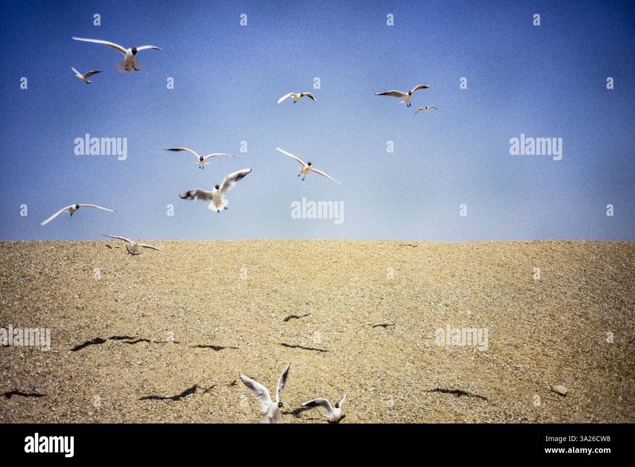 A vintage photo of seagulls in flight Stock Photo - Alamy