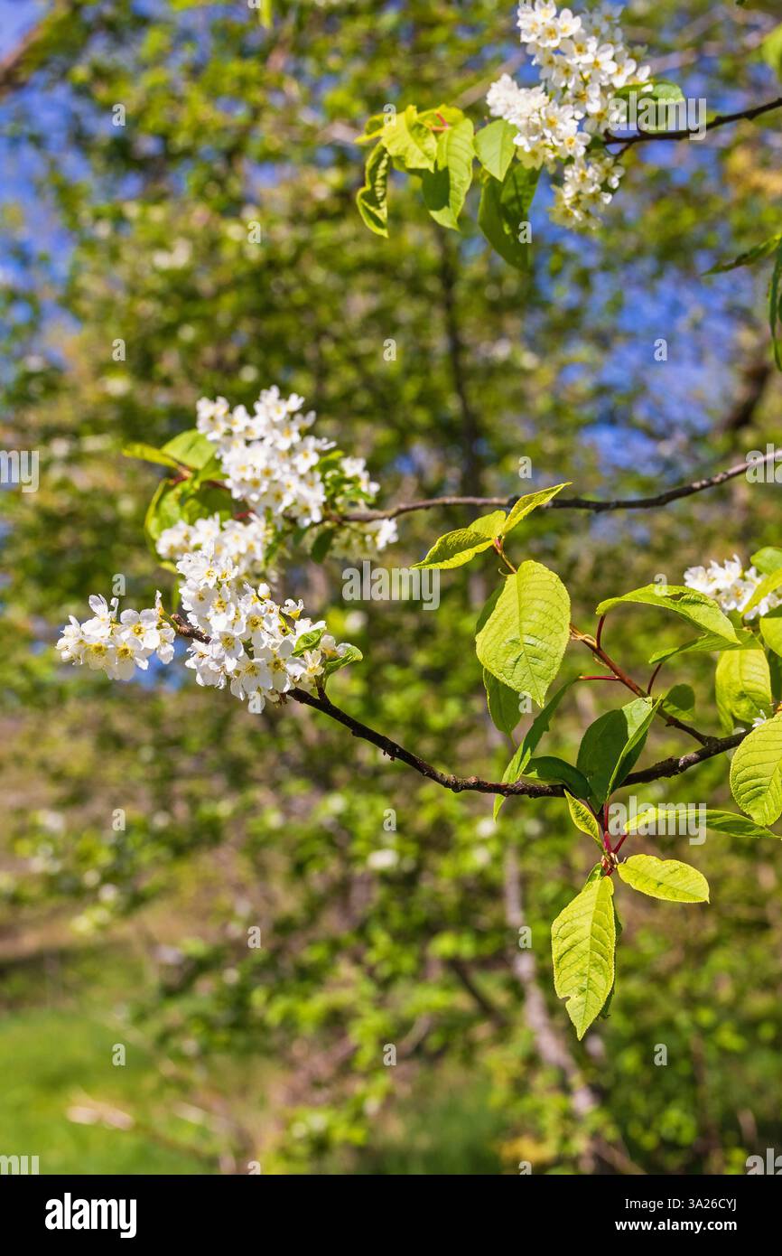 Flowering Bird cherry tree branch a beautiful sunny spring day Stock ...