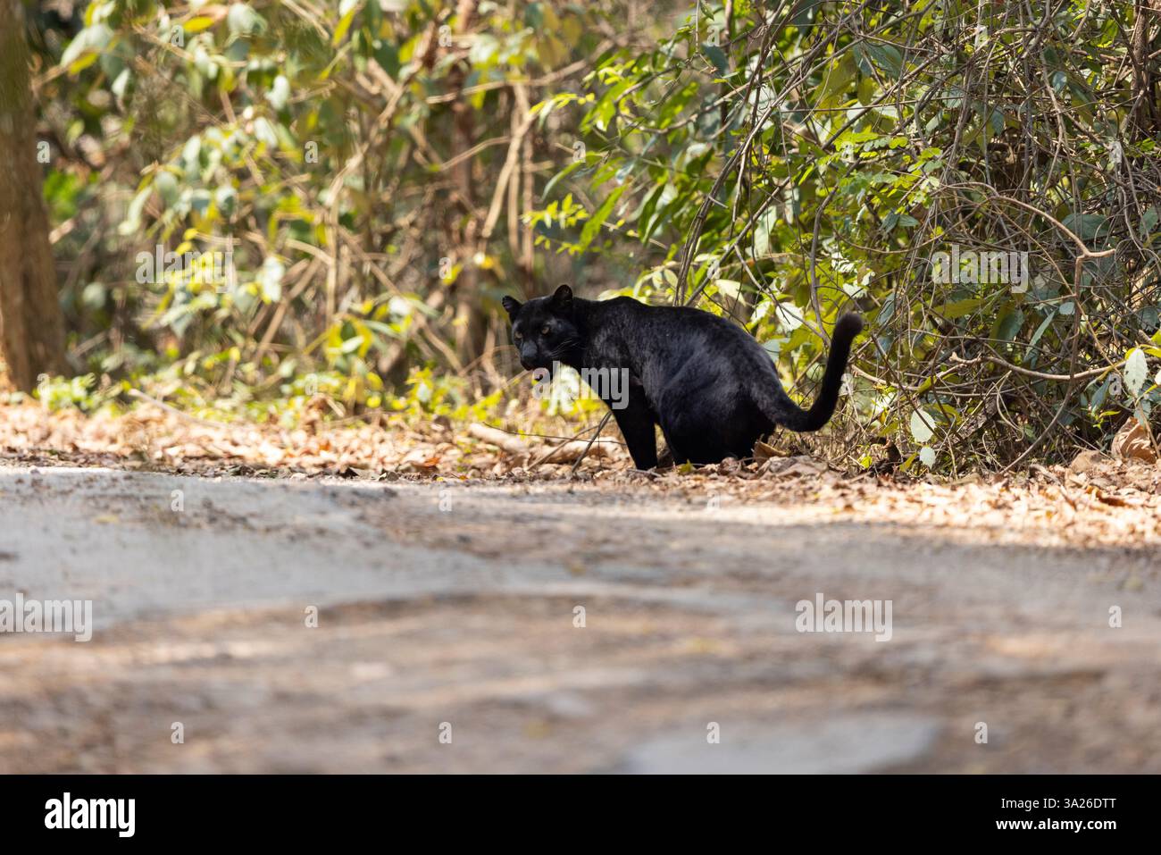 Indochinese leopard Panthera pardus delacouri (melanistic form ...