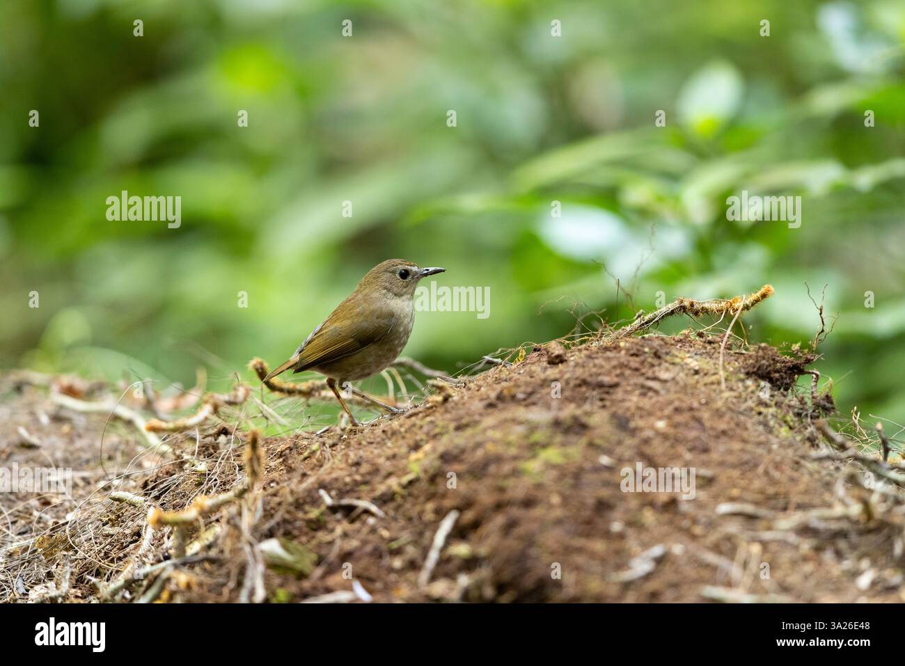 Lesser shortwing Brachypteryx leucophris, adult female perched on log ...