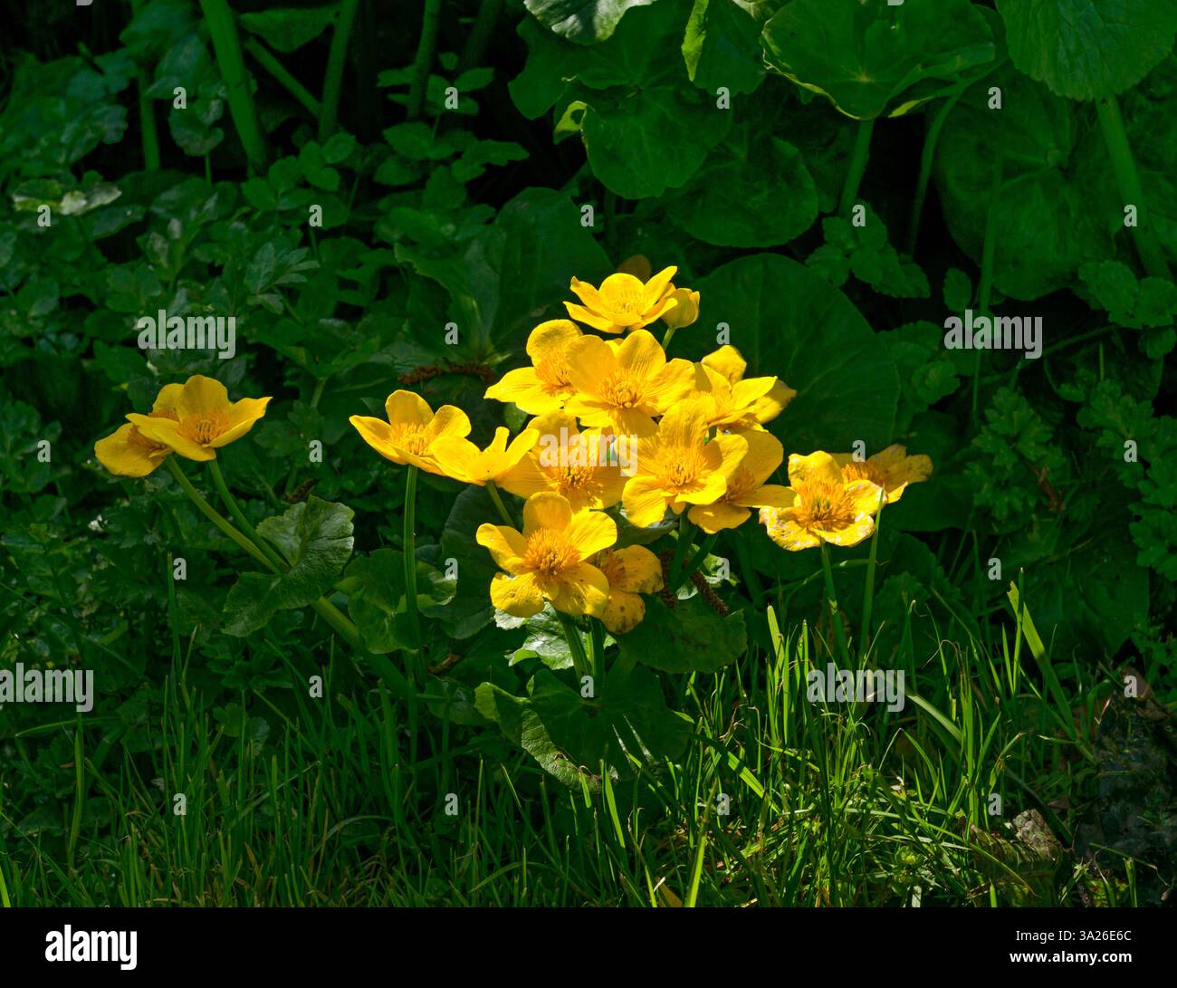Yellow flowers of the flowering marsh marigold in a swamp in early ...