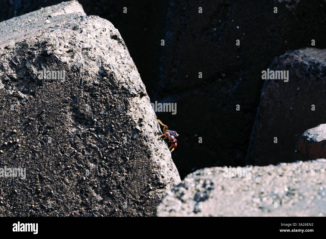 Crab on the beach rock, Atlantic Ocean, Madeira Island, Portugal Stock ...