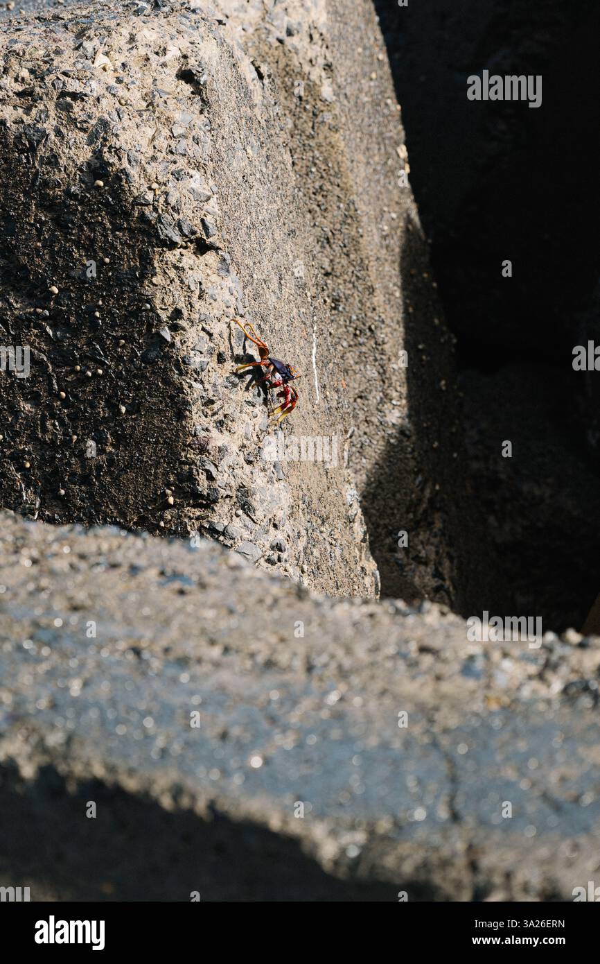 Crab on the beach rock, Atlantic Ocean, Madeira Island, Portugal Stock ...