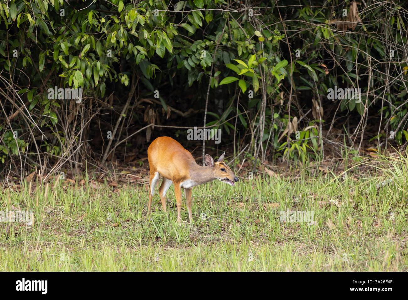 Northern red muntjac Muntiacus vaginalis, female foraging, Khao Yai ...