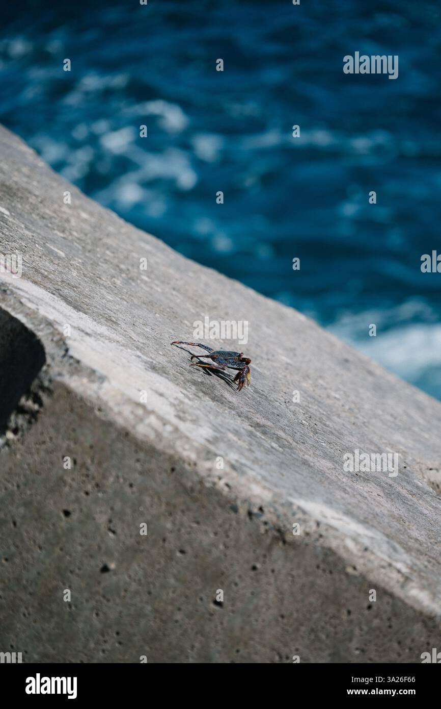 Crab on the beach rock, Atlantic Ocean, Madeira Island, Portugal Stock ...