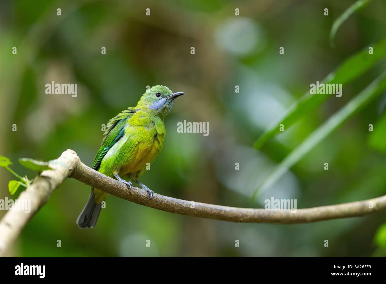Orange-bellied leafbird Chloropsis hardwickii, adult female perched in ...