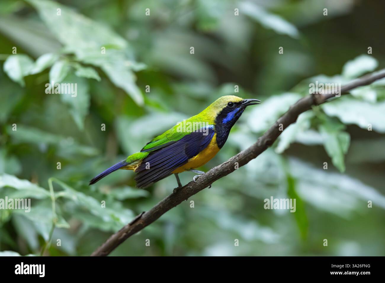 Orange-bellied leafbird Chloropsis hardwickii, adult male perched in forest, Boonthum, Doi ...