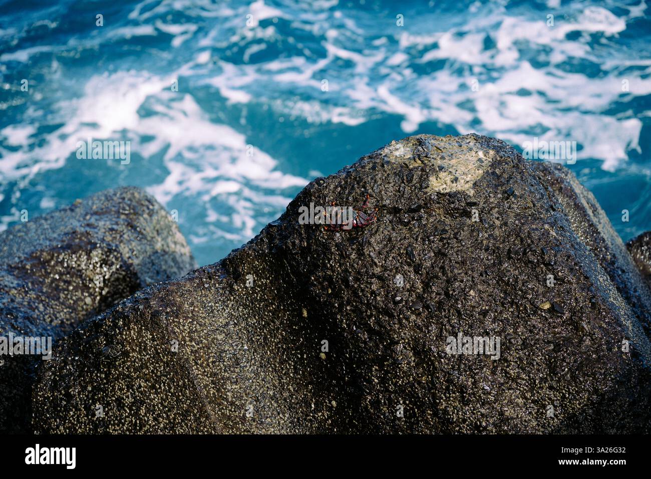 Crab on the beach rock, Atlantic Ocean, Madeira Island, Portugal Stock ...