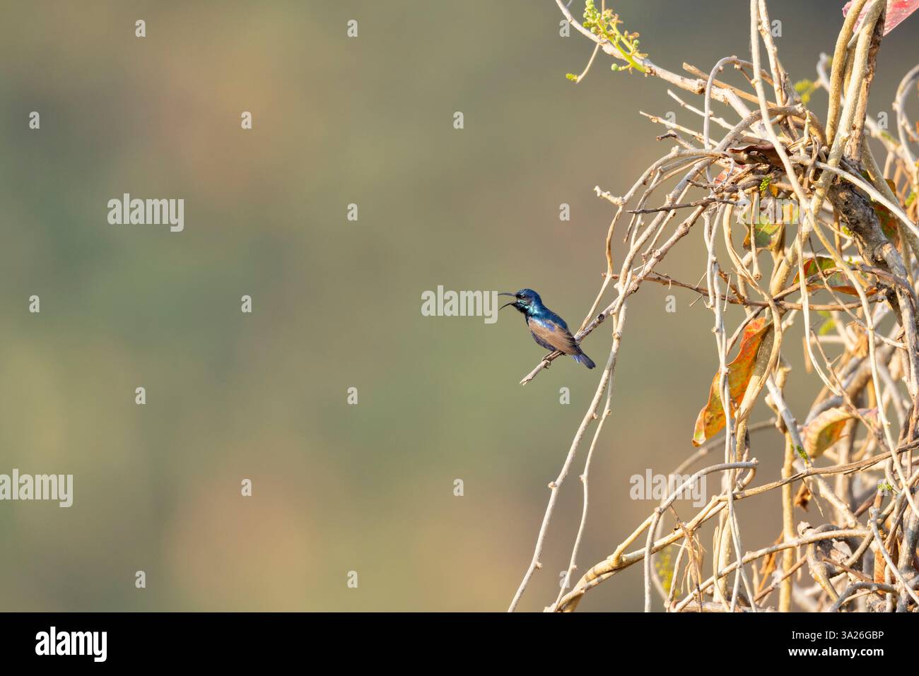 Purple sunbird Cinnyris asiaticus, adult male singing from perch ...