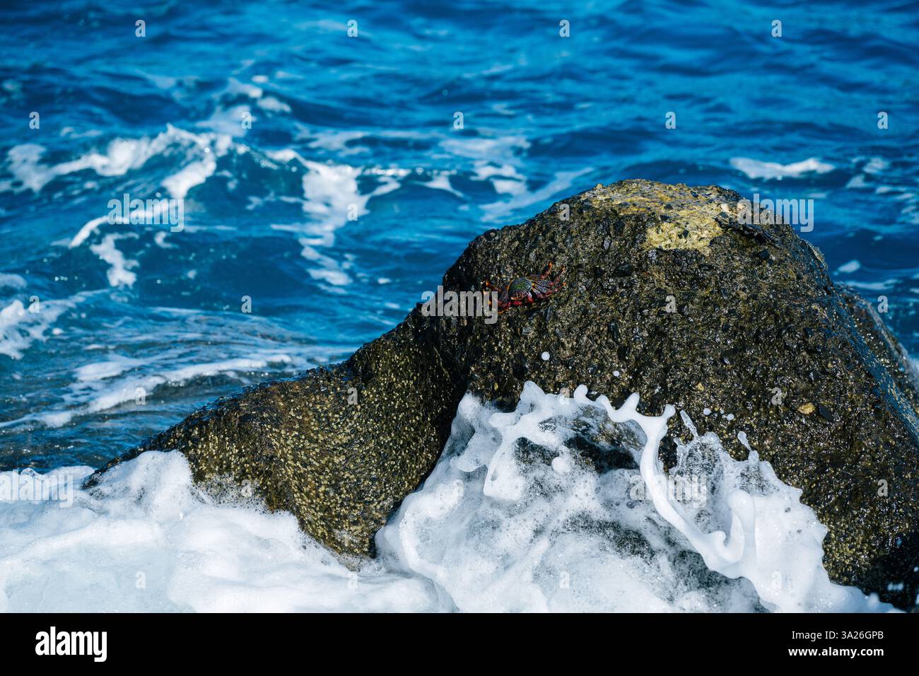 Crab on the beach rock, Atlantic Ocean, Madeira Island, Portugal Stock ...