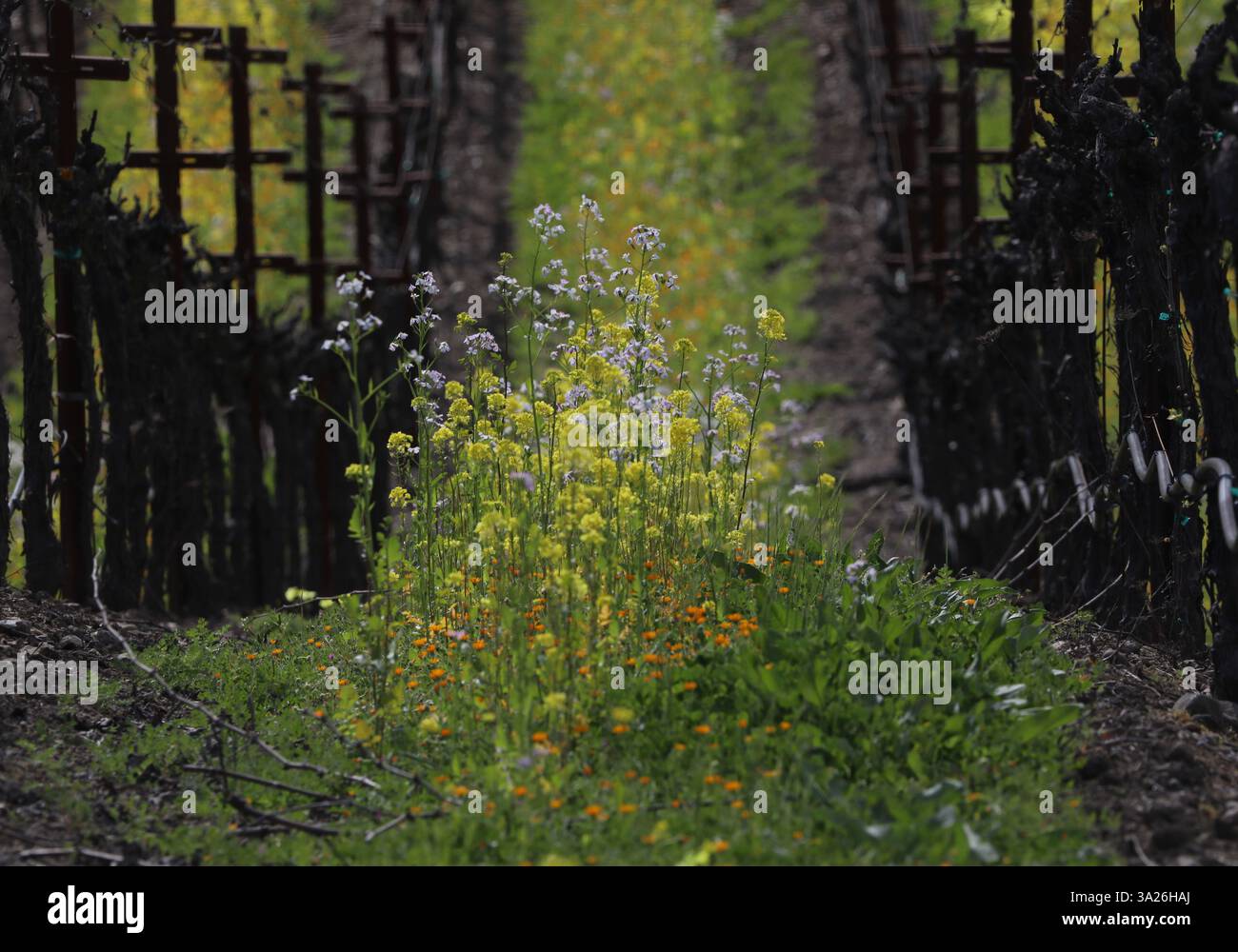 (250312) -- NAPA VALLEY, March 12, 2025 (Xinhua) -- Blooming flowers ...