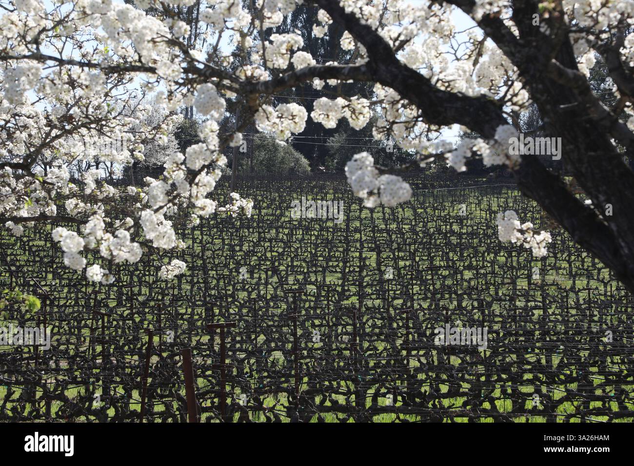 (250312) -- NAPA VALLEY, March 12, 2025 (Xinhua) -- Blooming flowers ...