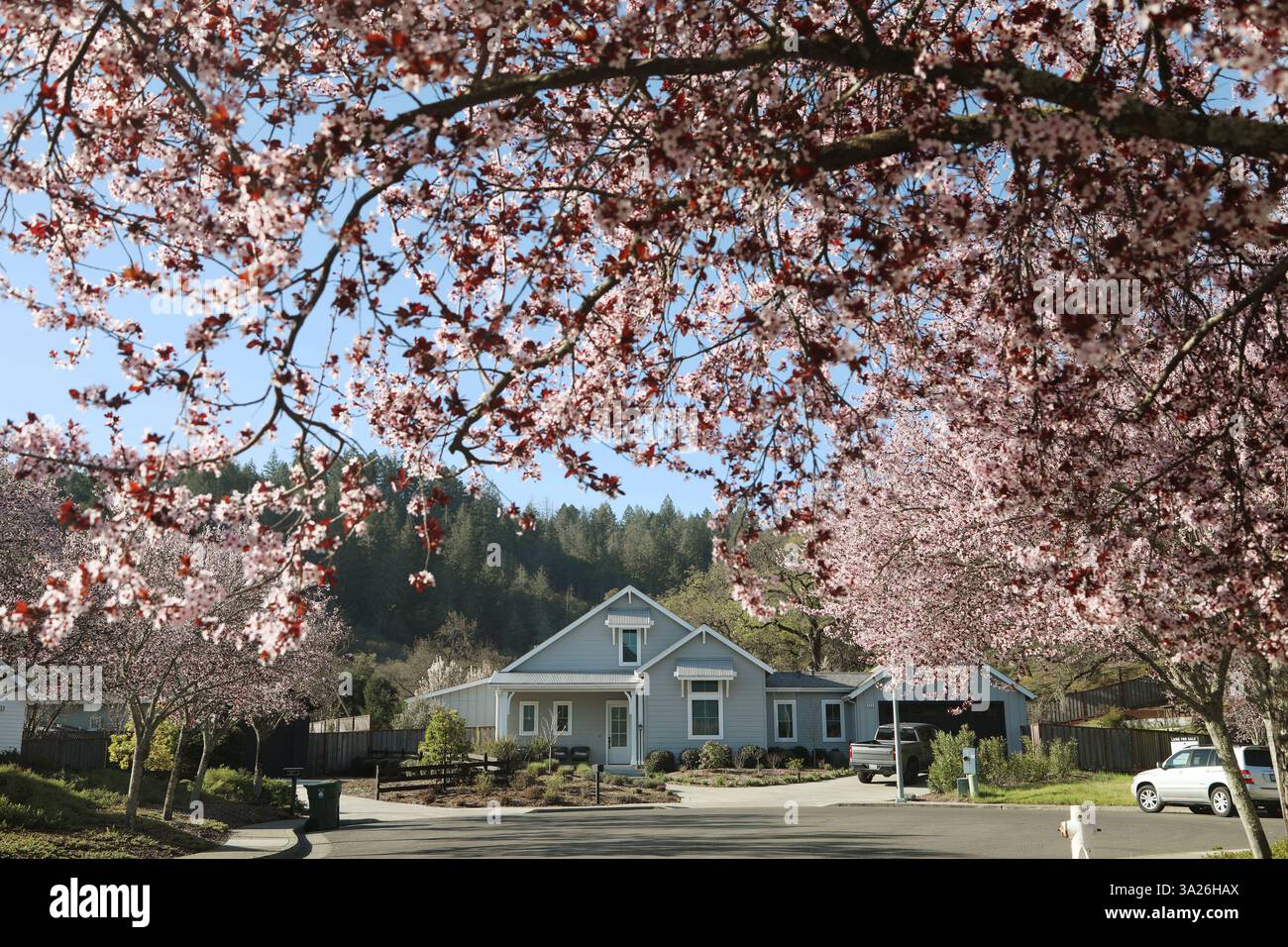 Napa Valley, USA. 11th Mar, 2025. Blooming flowers are pictured in ...