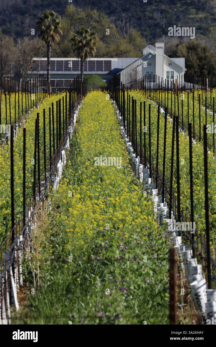 Napa Valley, USA. 11th Mar, 2025. Blooming flowers are pictured at a ...