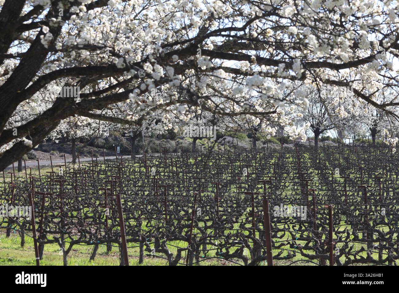 Napa Valley, USA. 11th Mar, 2025. Blooming flowers are pictured at a ...