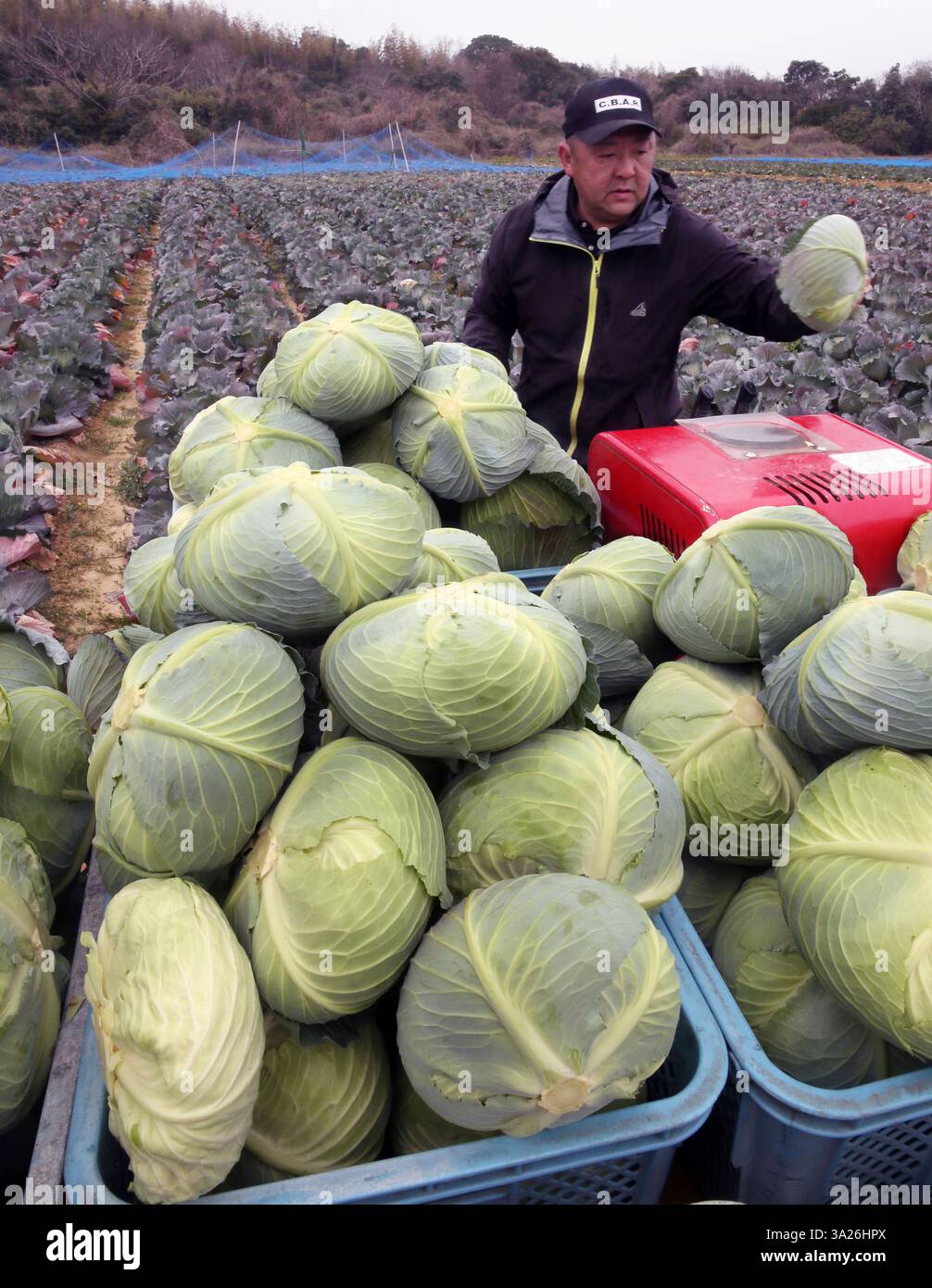 Lots of cabbages are harvested at a field in Kitakyushu City, Fukuoka ...