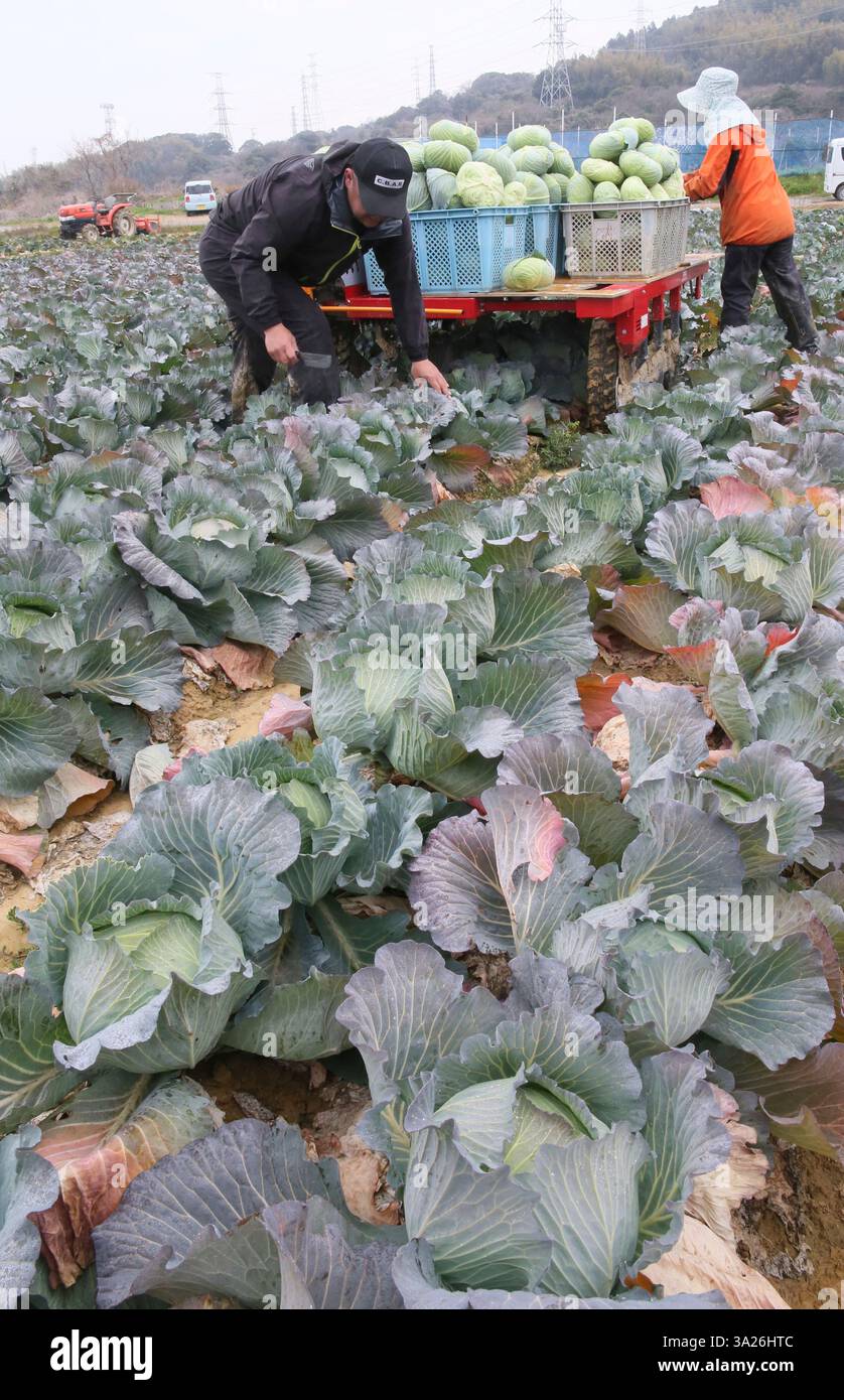 Lots of cabbages are harvested at a field in Kitakyushu City, Fukuoka ...