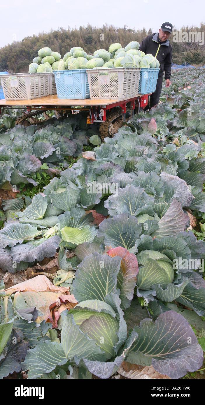 Lots of cabbages are harvested at a field in Kitakyushu City, Fukuoka ...