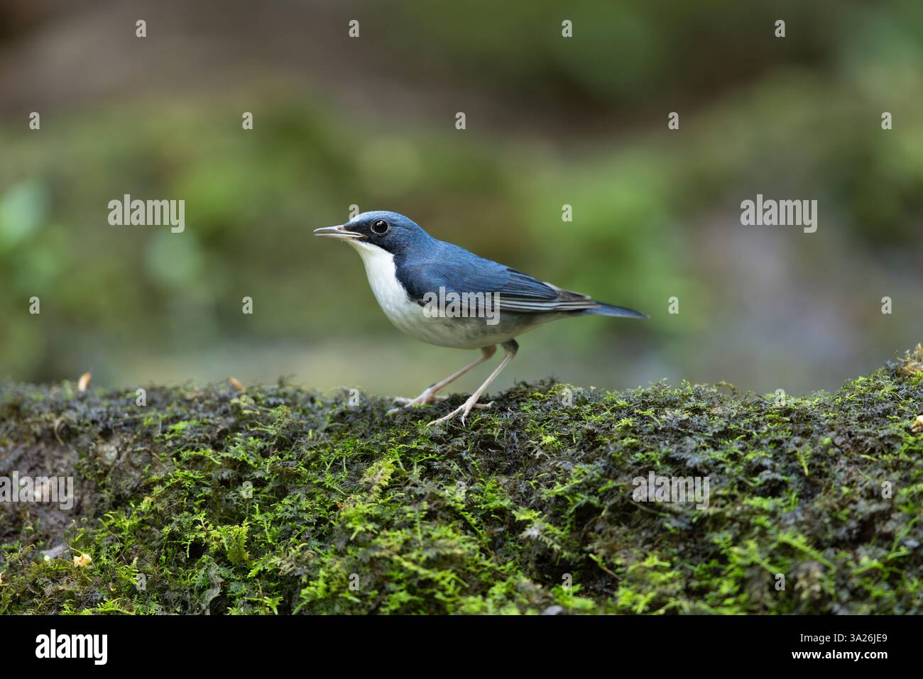 Siberian blue robin Larvivora cyane, adult male perched in forest, Boonthum, Doi Inthanon ...