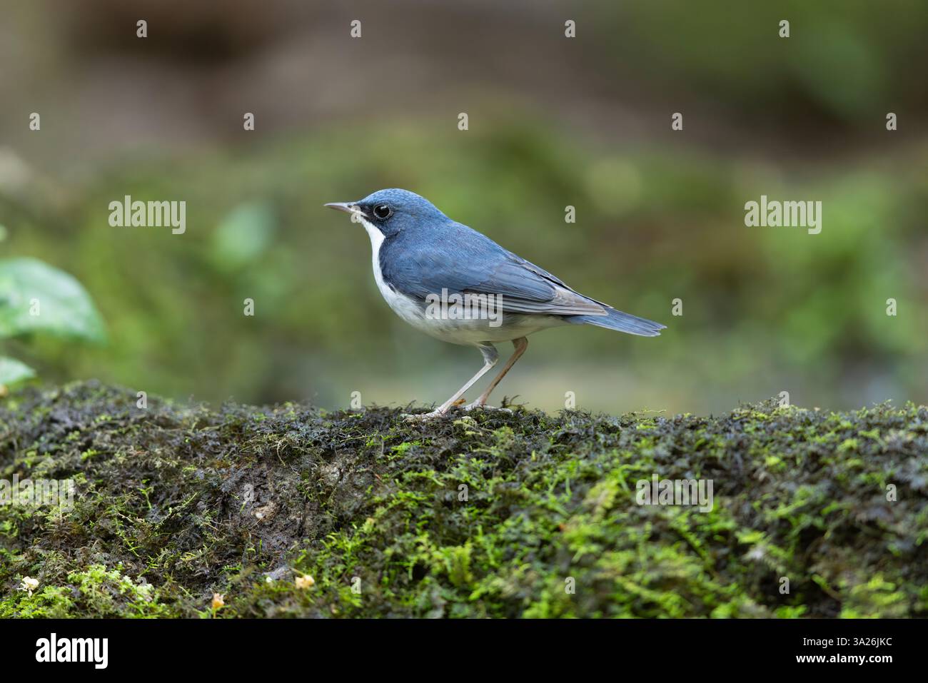 Siberian blue robin Larvivora cyane, adult male perched in forest ...