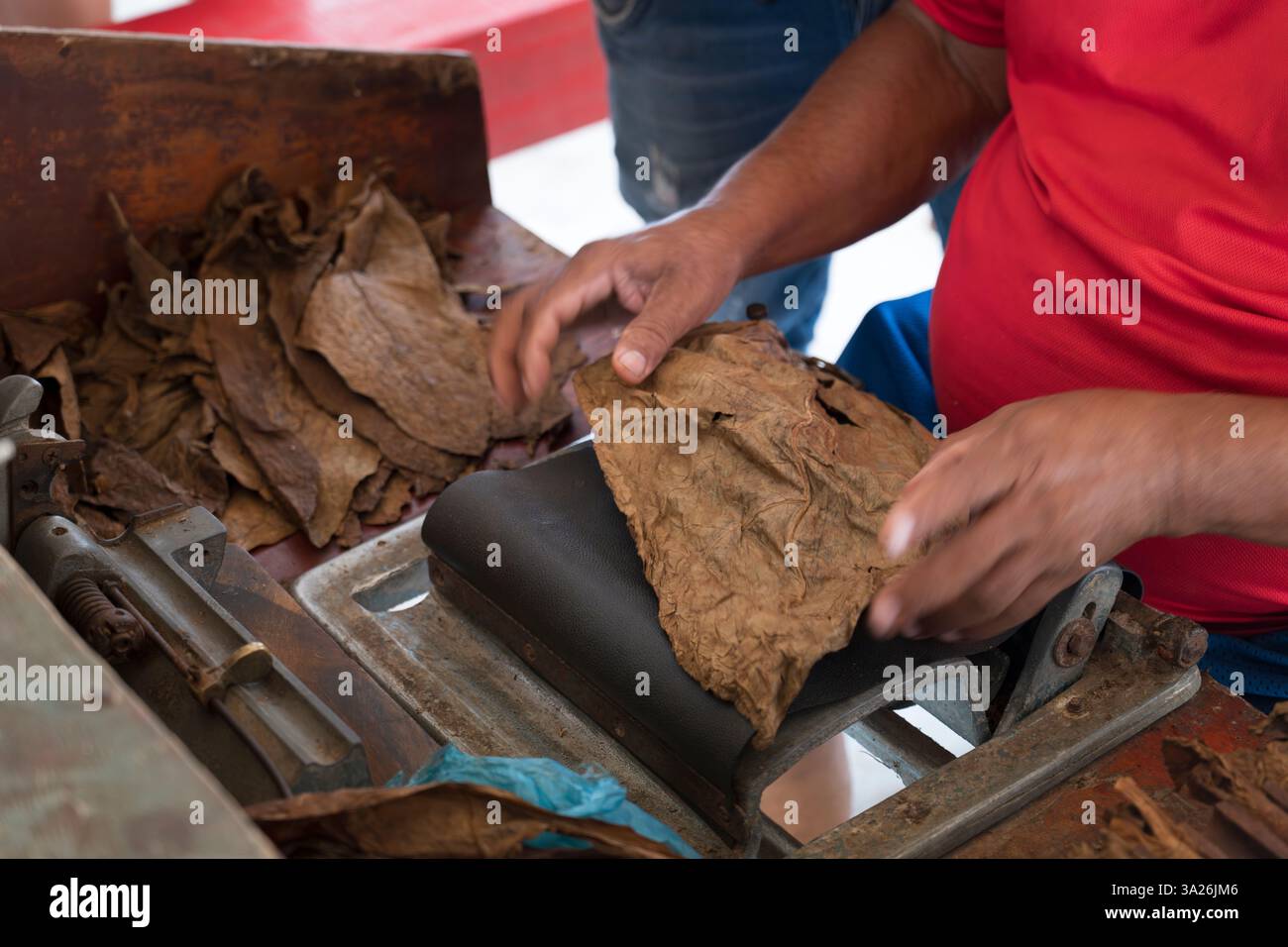 Process of making traditional cigars from tobacco leaves with hands ...