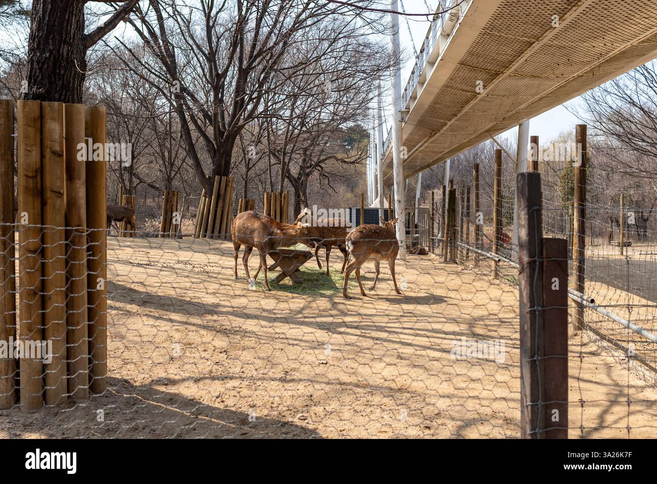 Deer corral enclosure in Seoul Forest park in Seongdong District in ...