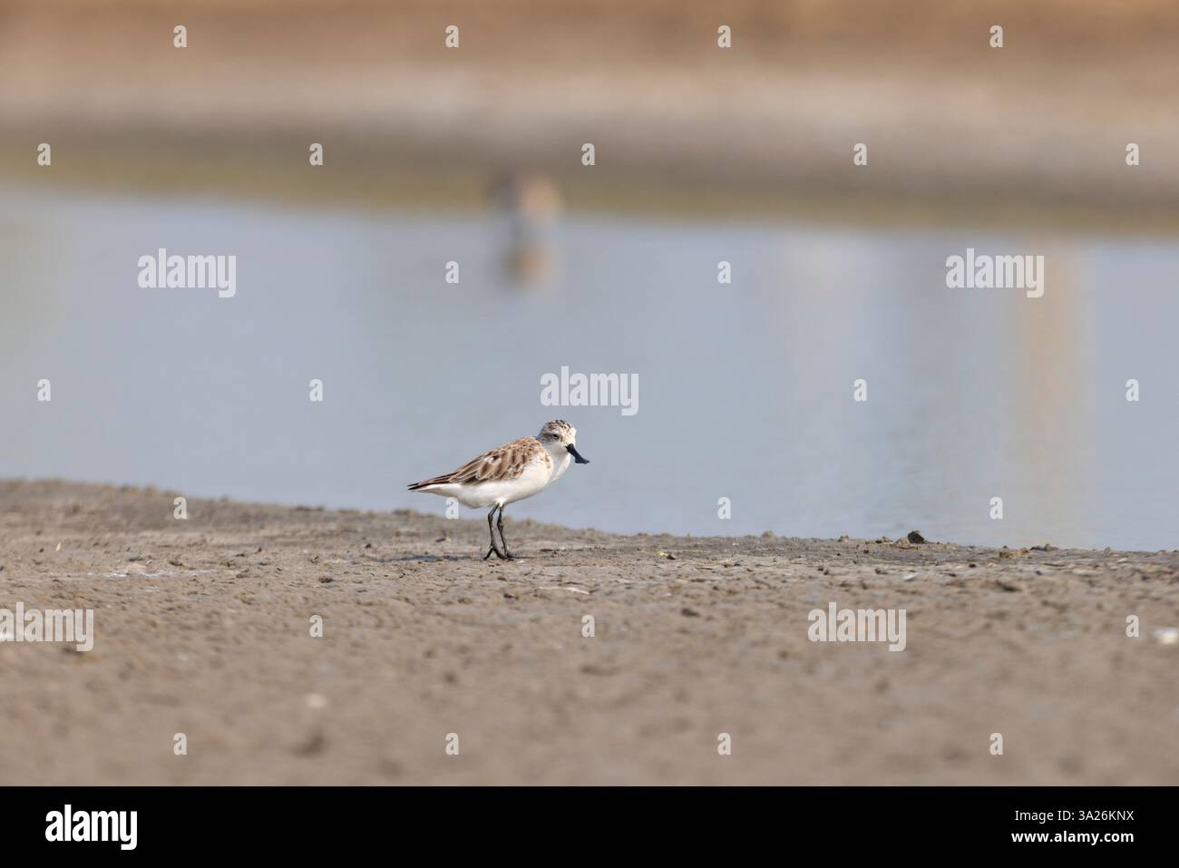 Spoon-billed sandpiper Calidris pygmaea, foraging in shallow saltpans ...