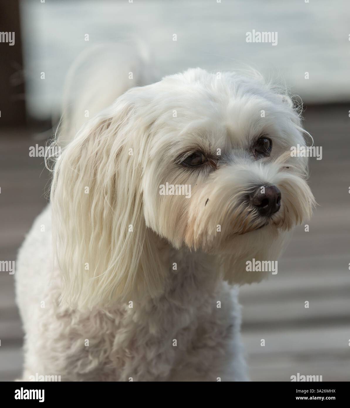 Portrait of a small white fluffy dog with long hair Stock Photo - Alamy