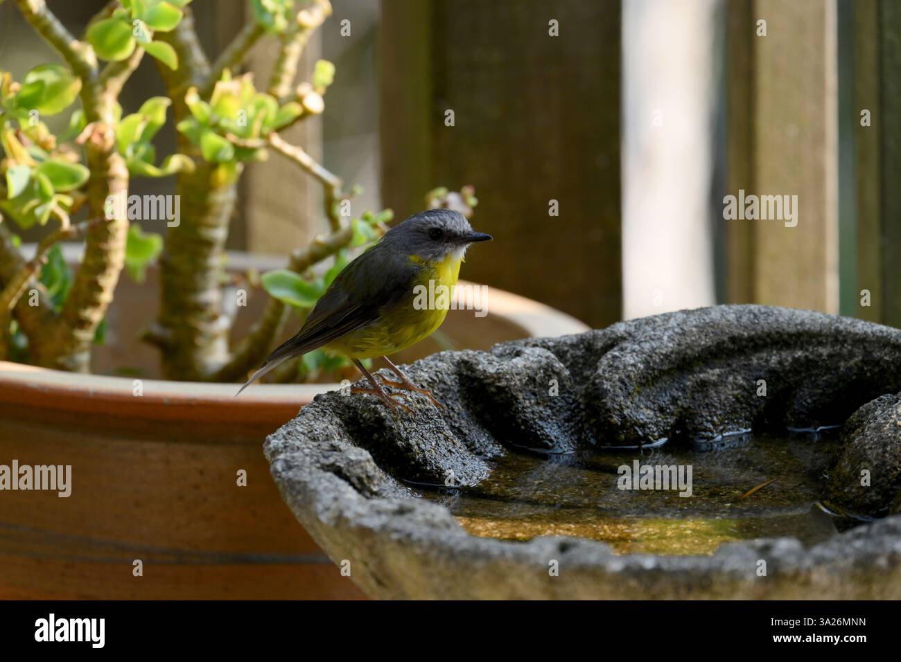 Yellow Robin on birdbath in tropical garden, Gippsland, Australia Stock ...