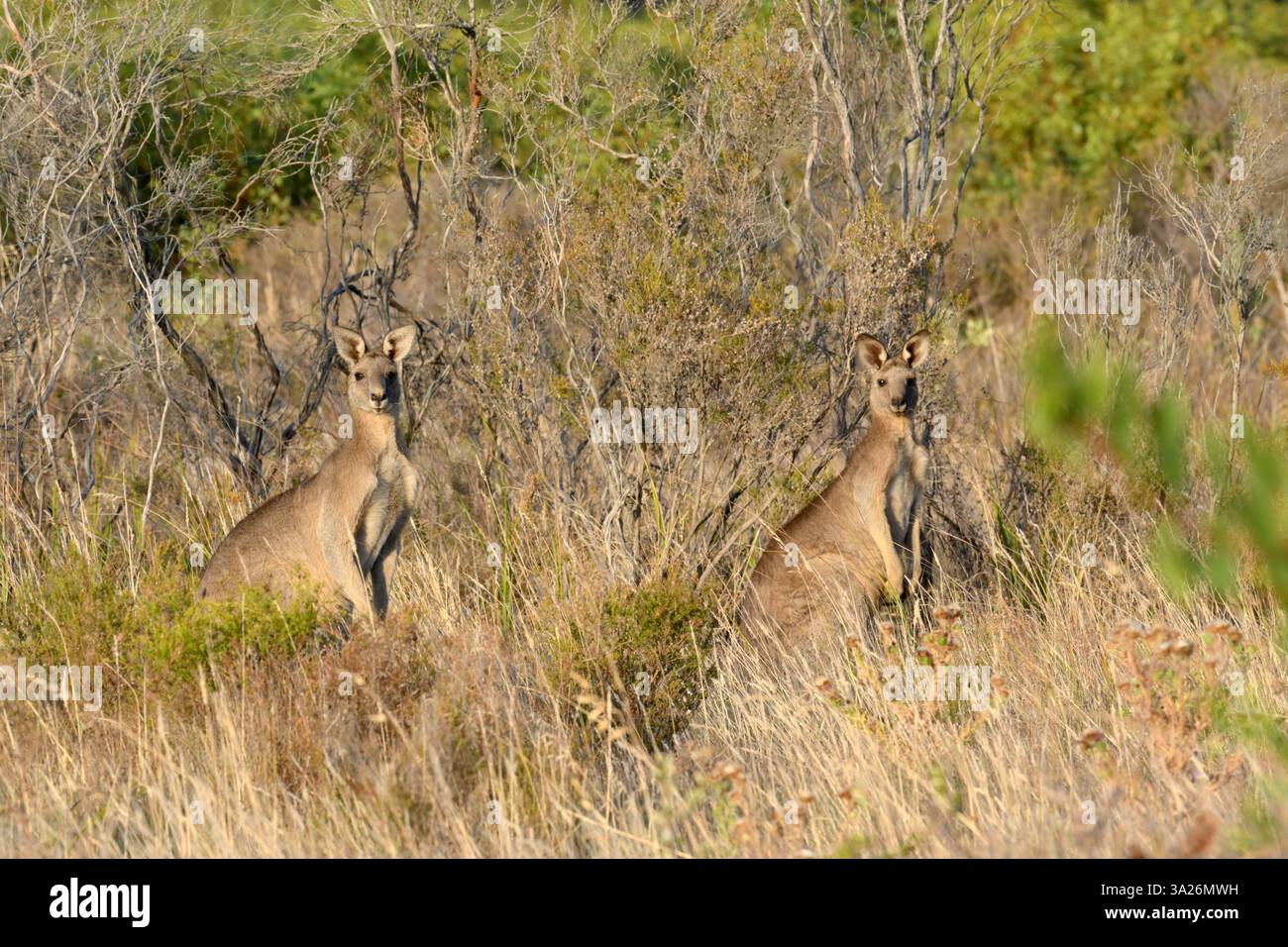 Two Kangaroos well disguised in their native habitat of mixed grassland ...