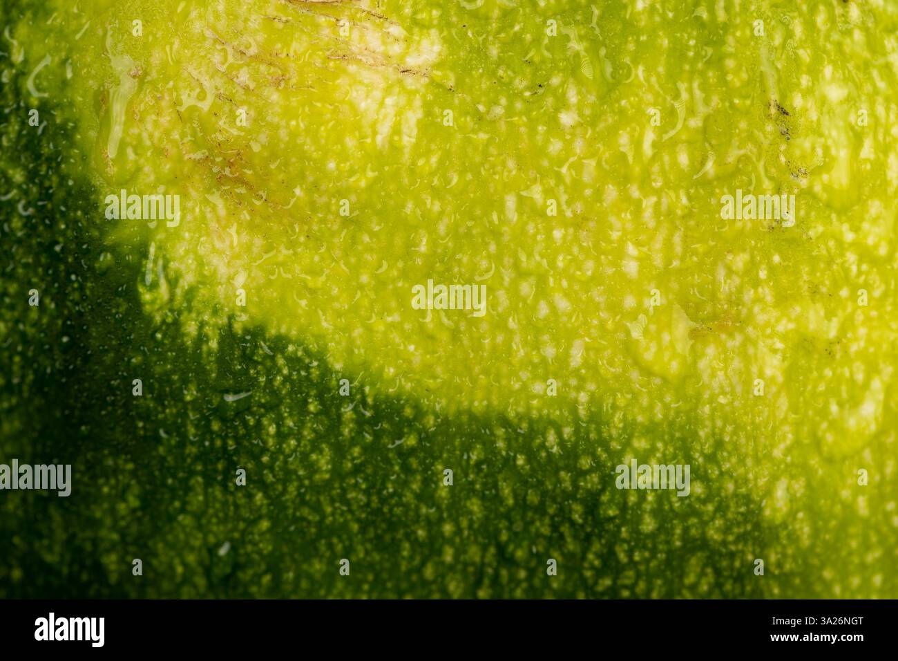 the wet tough pumpkin peel is green, the details of a ripe pumpkin with ...