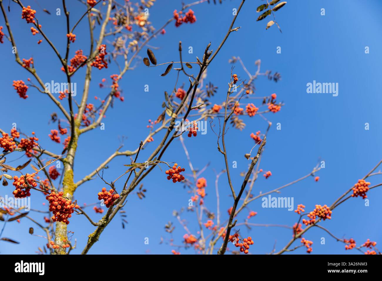 Ripe rowanberry after cold autumn hi-res stock photography and images ...