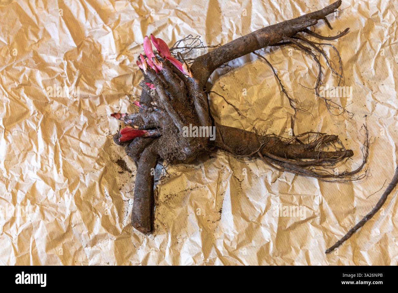 Large root of herbaceous peony with buds and roots before planting ...