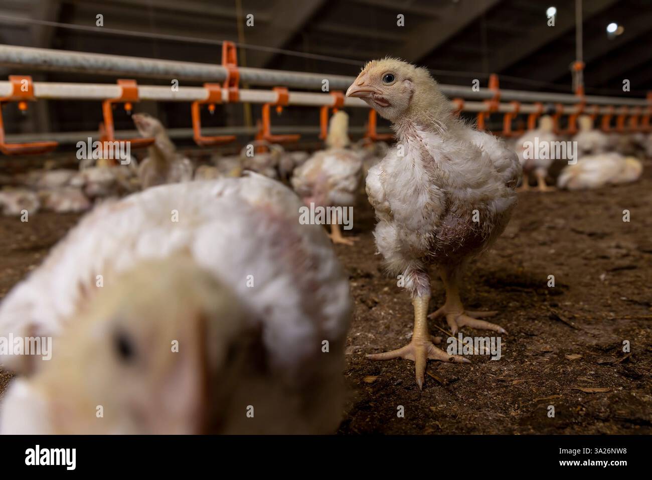 chickens during the process of changing down to plumage close up, a ...