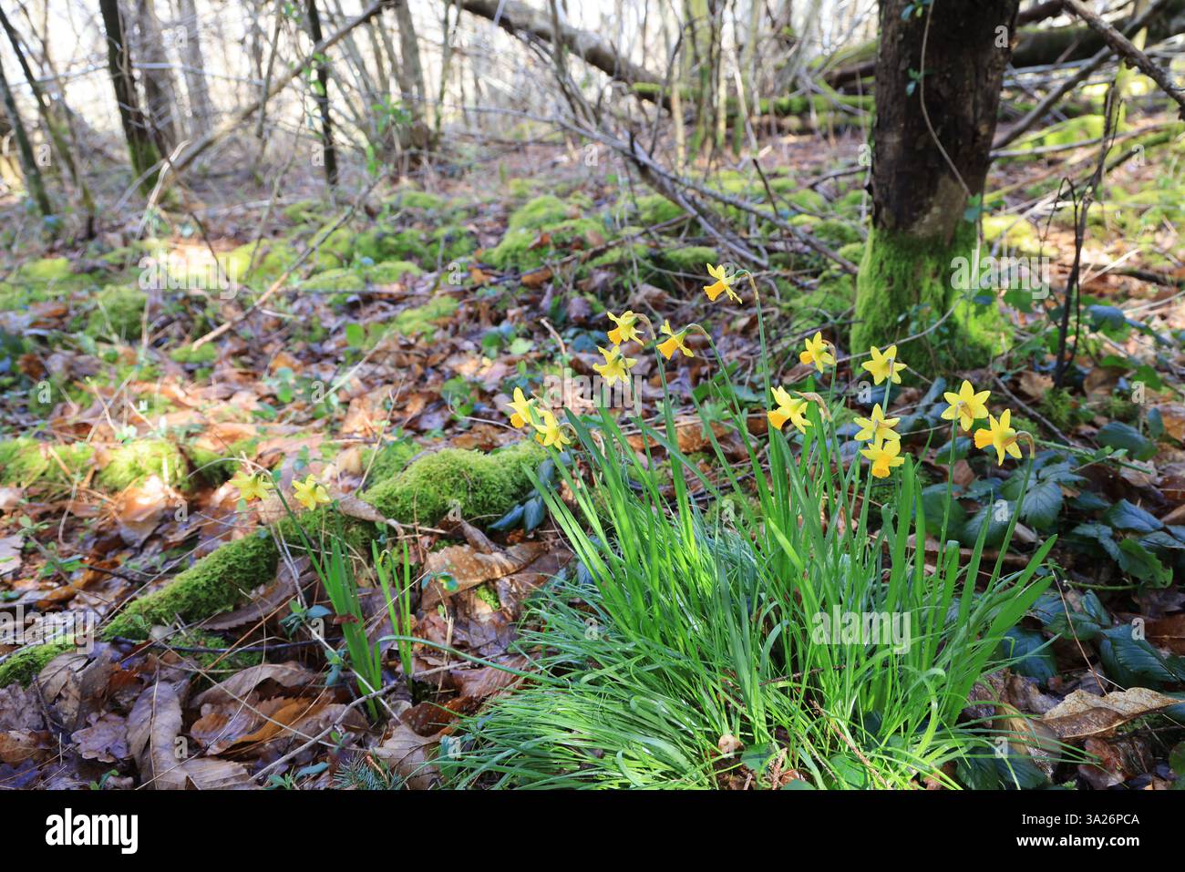 Daffodils are among the first plants to bloom in the forest before ...